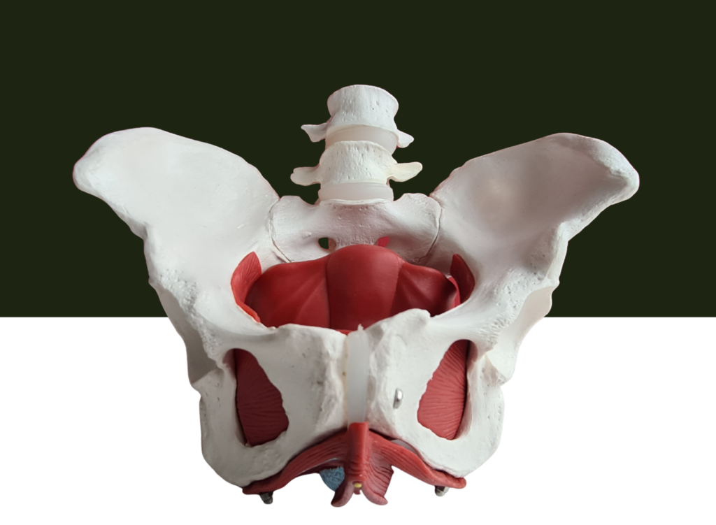 Understanding Male Pelvic Floor Dysfunction: Symptoms, Causes, and ...